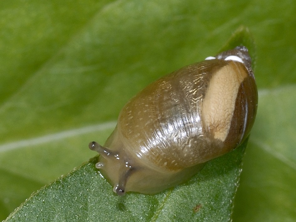 Succinea putris, Amber Snail